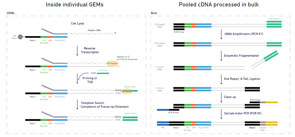 基迪奥生物 scRNA-seq分析 帮助文档