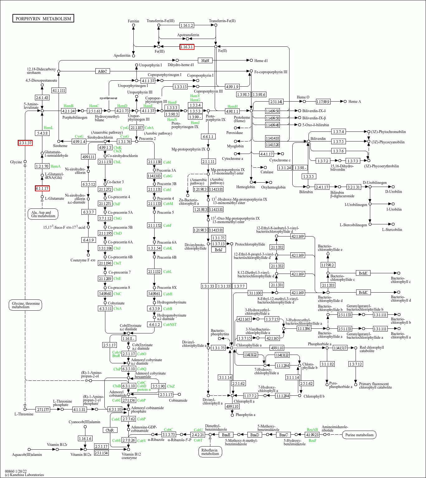 KEGG PATHWAY: Porphyrin metabolism - Reference pathway