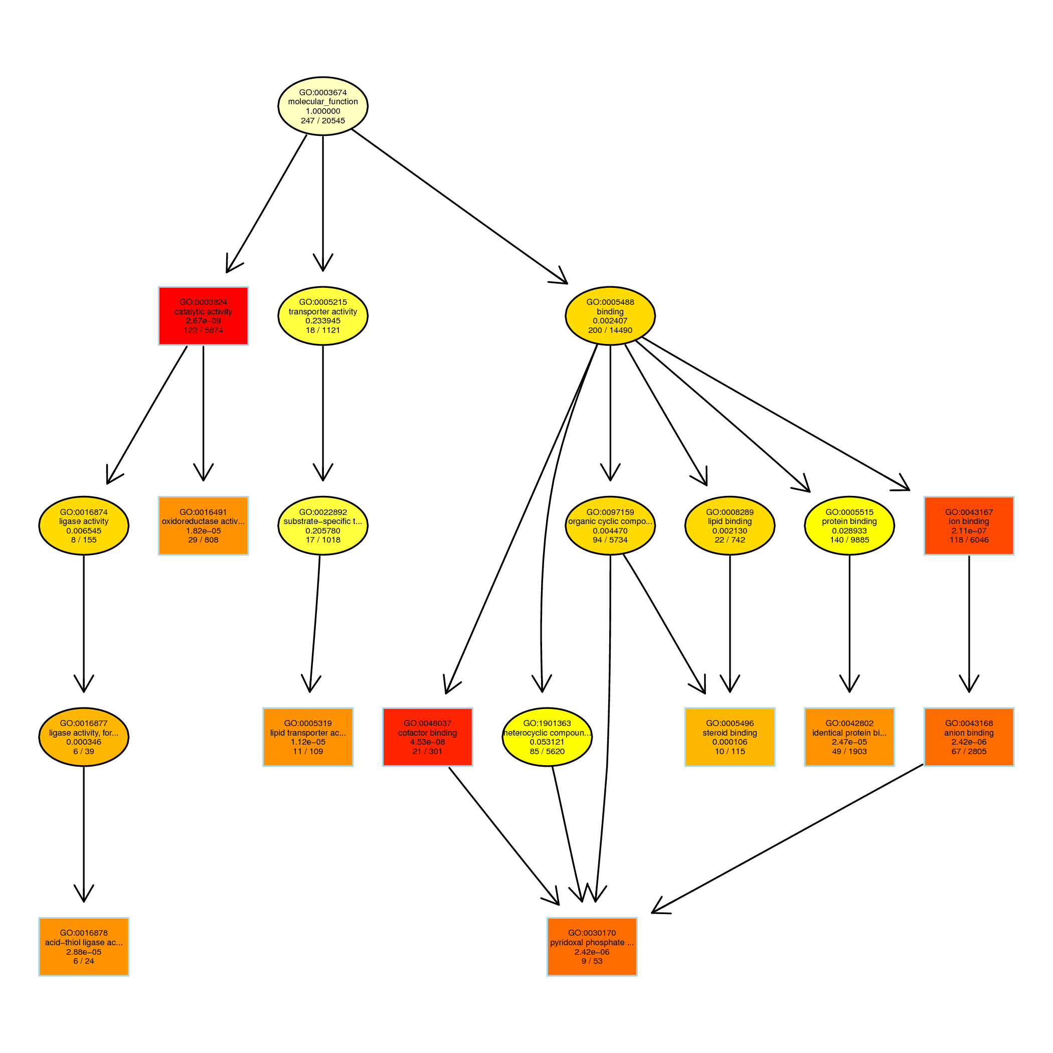 GO Enrichment Analysis