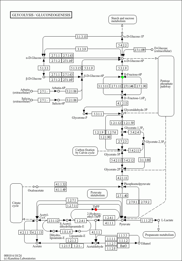 KEGG PATHWAY: Glycolysis / Gluconeogenesis - Reference pathway