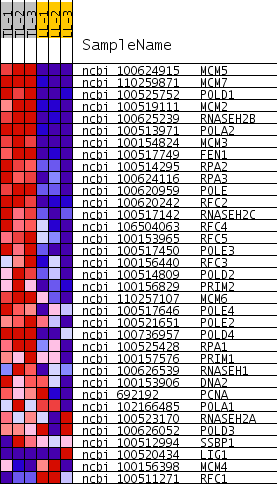 Details for gene set KO03030[GSEA]