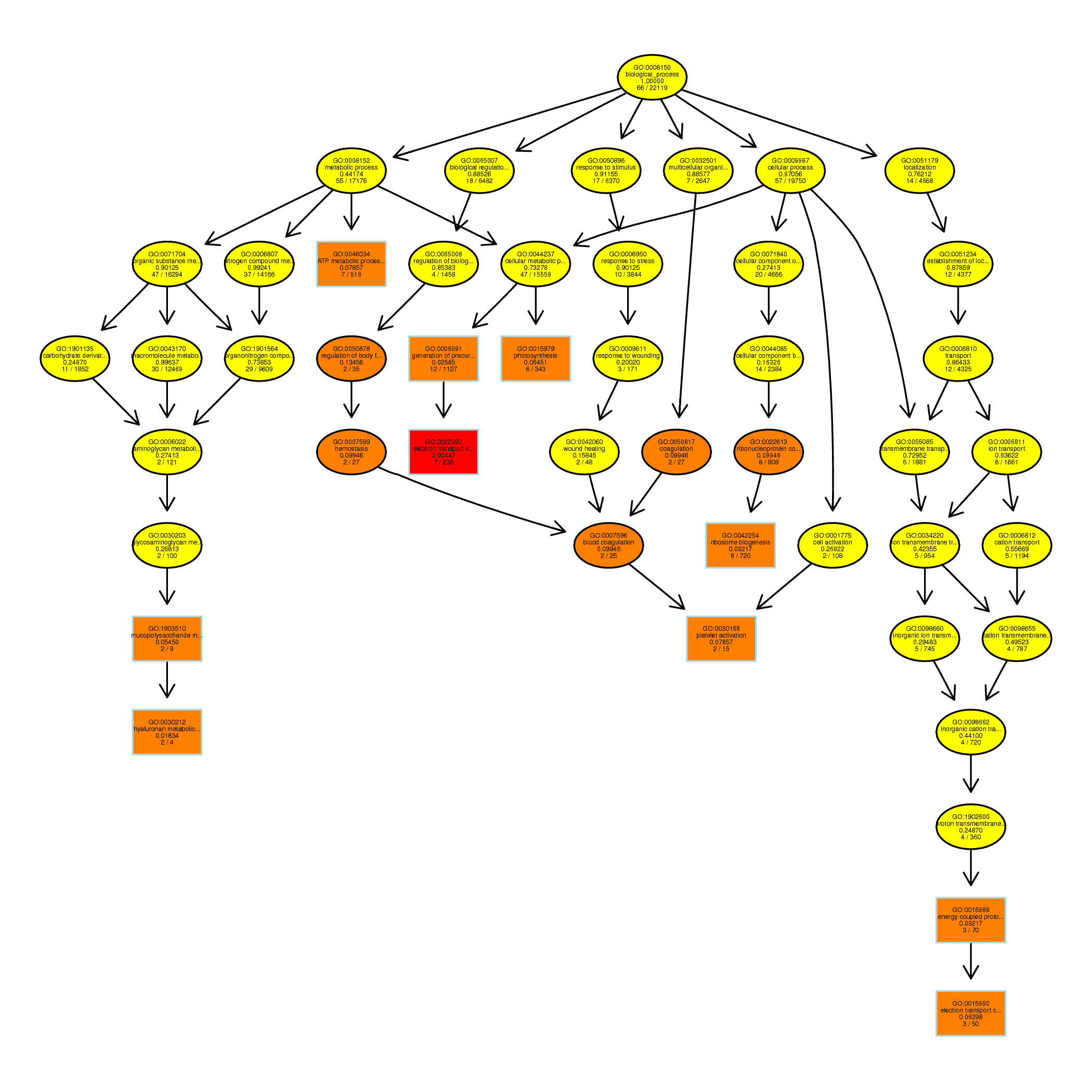 GO Enrichment Analysis