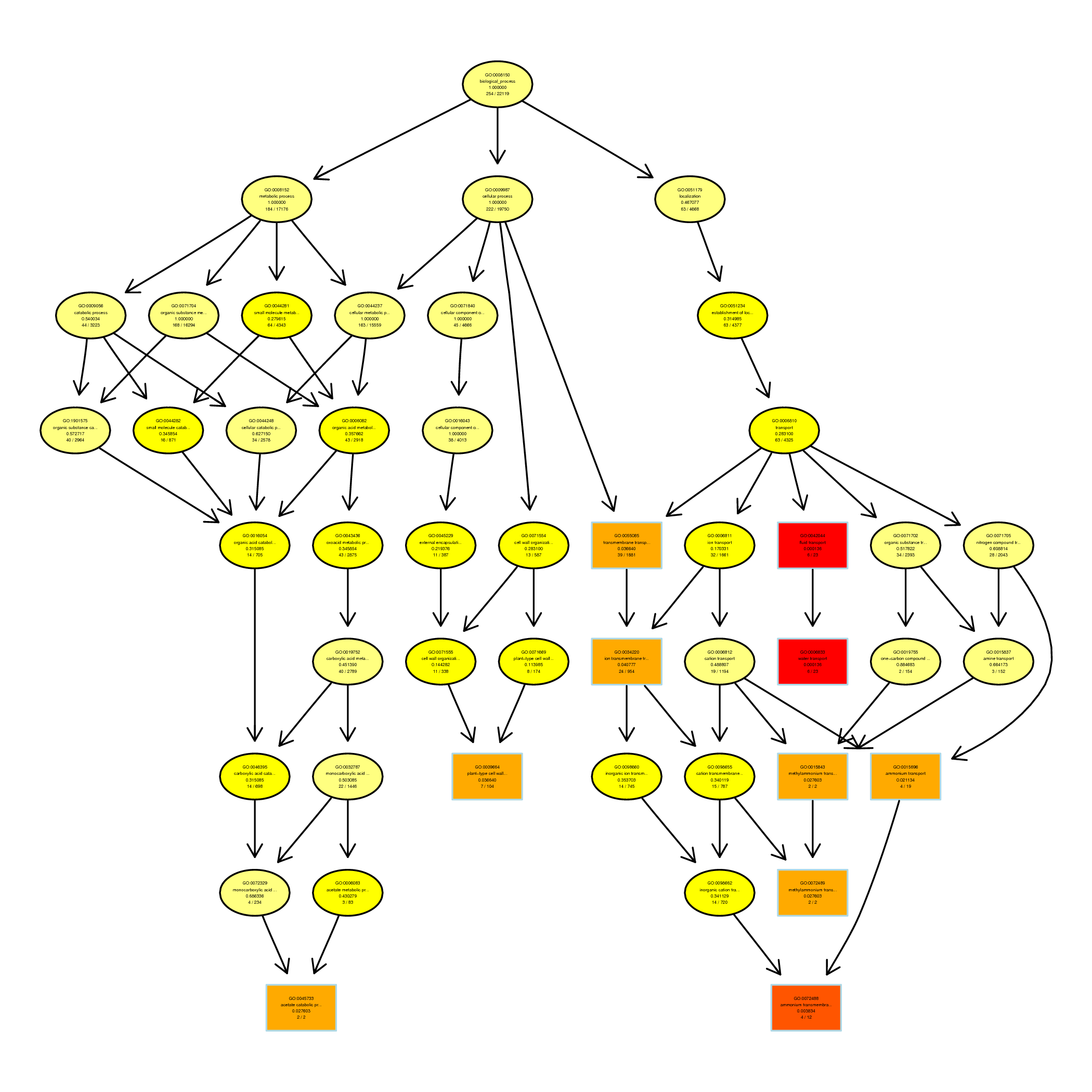 GO Enrichment Analysis
