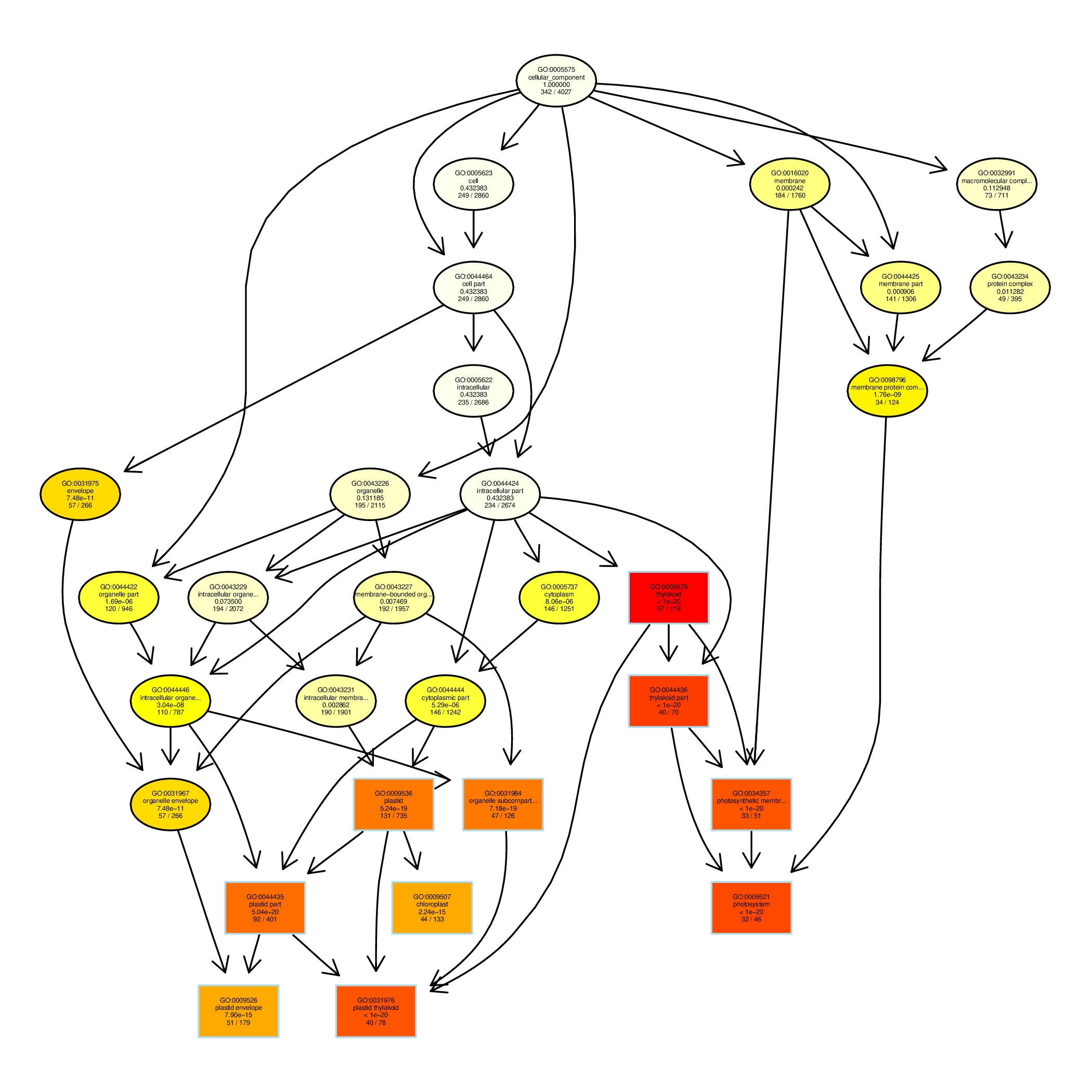 GO Enrichment Analysis