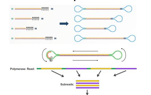 原始测序数据质控