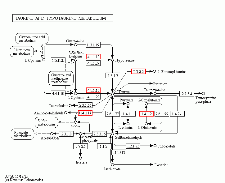 KEGG PATHWAY: Taurine and hypotaurine metabolism - Reference pathway