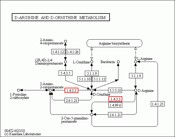 KEGG PATHWAY: D-Arginine and D-ornithine metabolism - Reference pathway