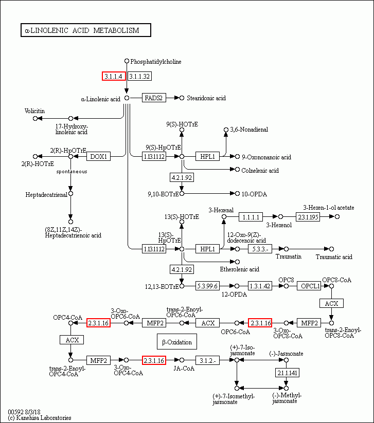 KEGG PATHWAY: alpha-Linolenic acid metabolism - Reference pathway