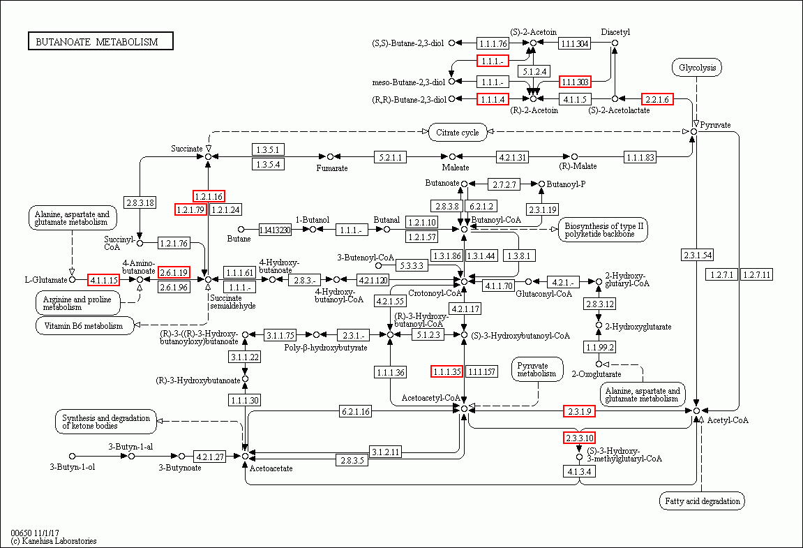 KEGG PATHWAY: Butanoate metabolism - Reference pathway