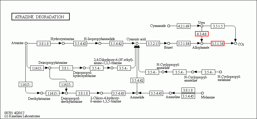 KEGG PATHWAY: Atrazine degradation - Reference pathway