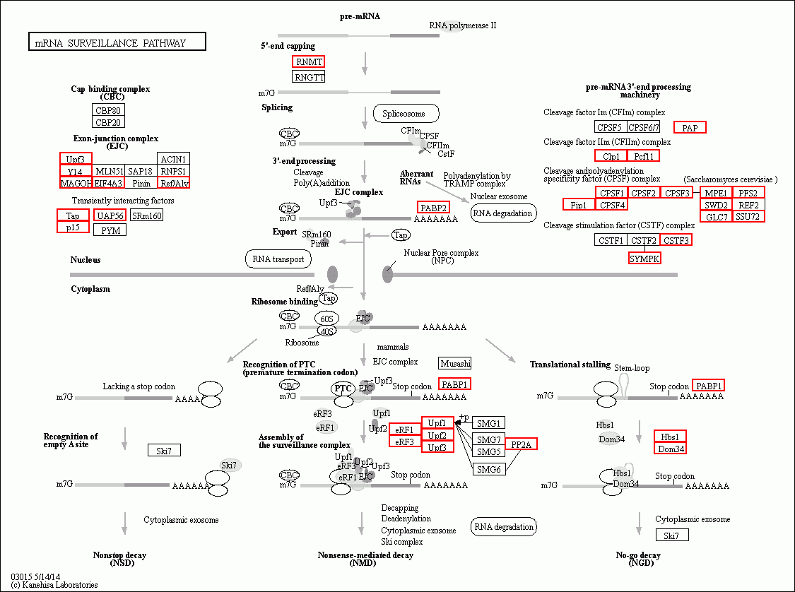 KEGG PATHWAY: mRNA surveillance pathway - Reference pathway