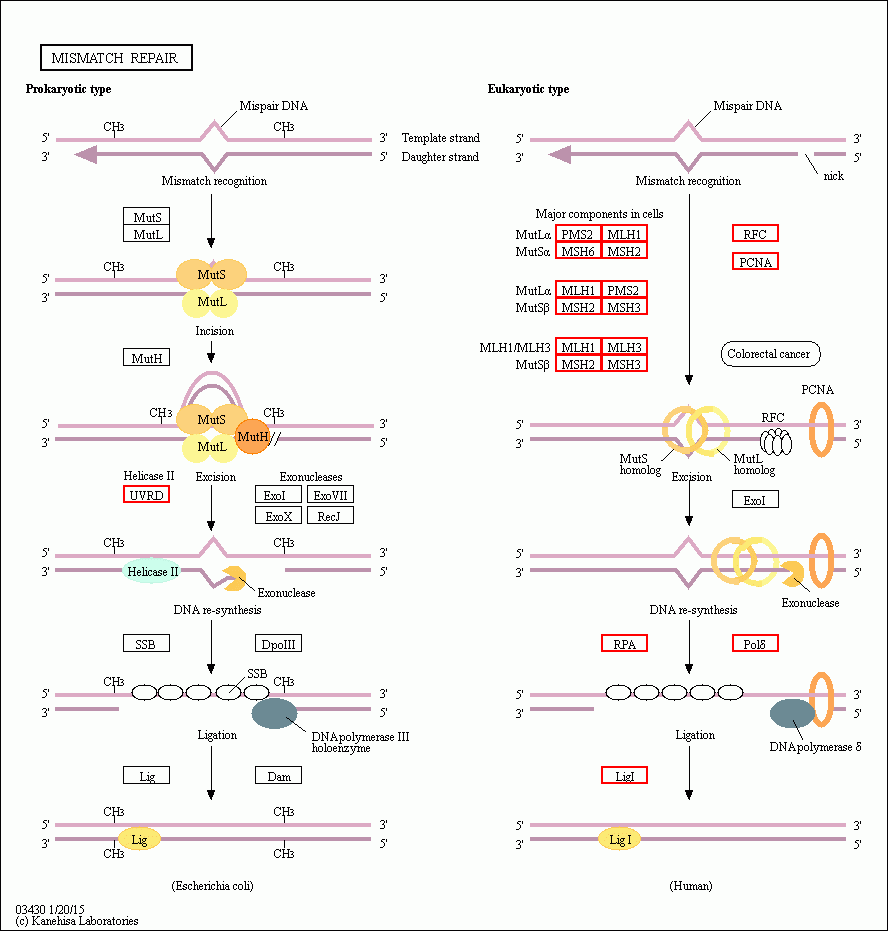 KEGG PATHWAY: Mismatch repair - Reference pathway