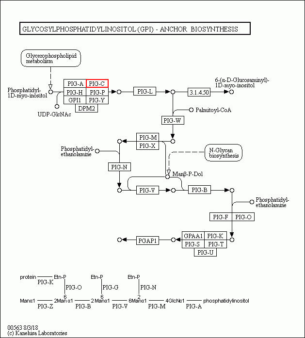 KEGG PATHWAY: Glycosylphosphatidylinositol (GPI)-anchor biosynthesis ...