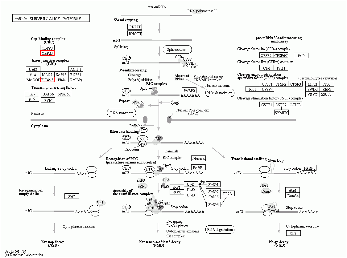 KEGG PATHWAY: mRNA surveillance pathway - Reference pathway
