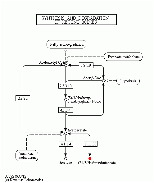 KEGG PATHWAY: Synthesis and degradation of ketone bodies - Reference ...