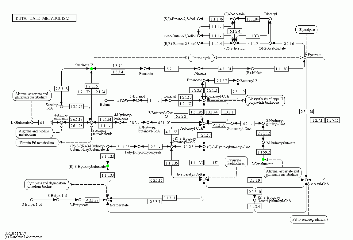 KEGG PATHWAY: Butanoate metabolism - Reference pathway