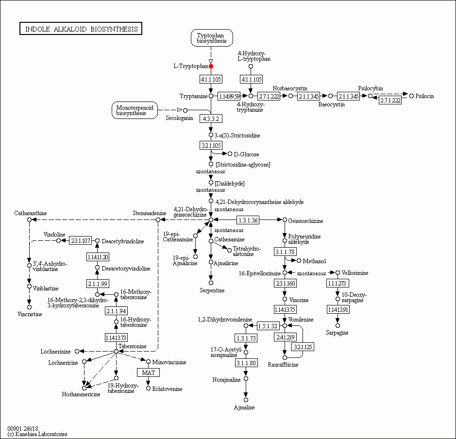 KEGG PATHWAY: Indole alkaloid biosynthesis - Reference pathway