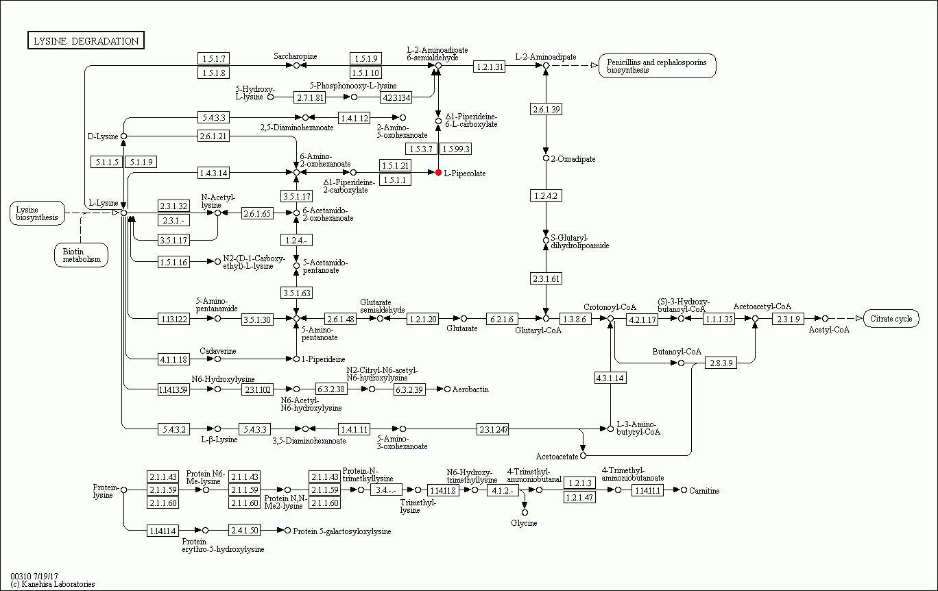 KEGG PATHWAY: Lysine degradation - Reference pathway