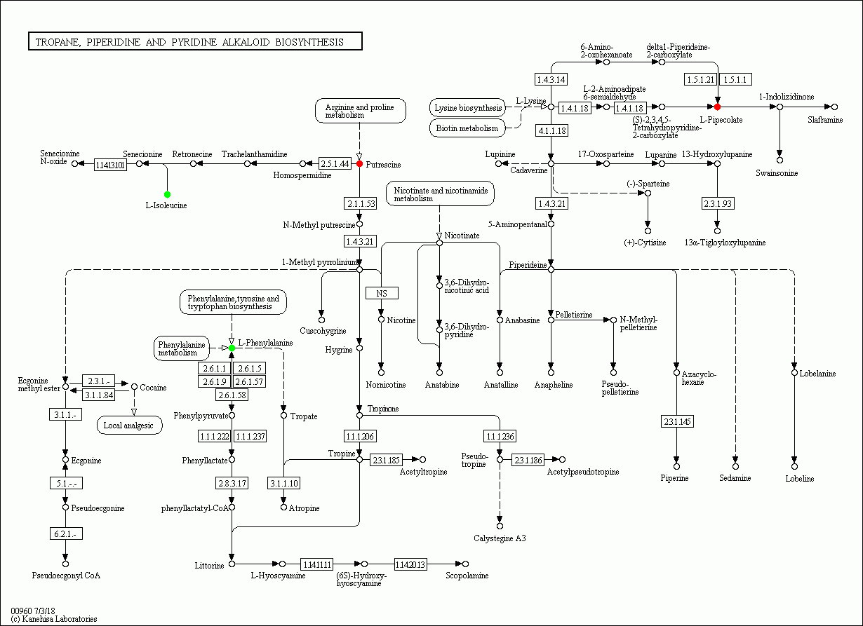 KEGG PATHWAY: Tropane, piperidine and pyridine alkaloid biosynthesis ...