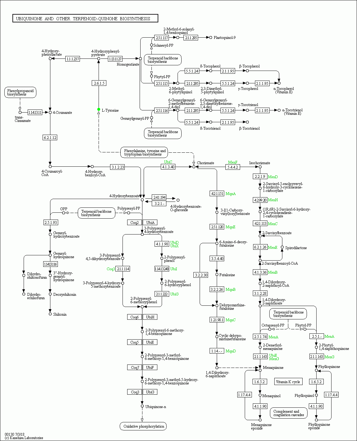 KEGG PATHWAY: Ubiquinone and other terpenoid-quinone biosynthesis ...