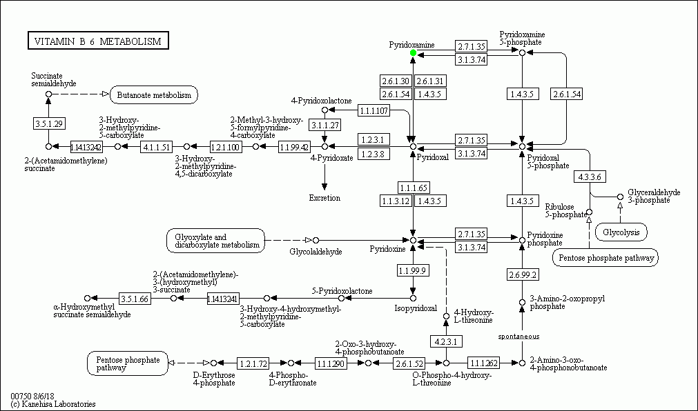 KEGG PATHWAY: Vitamin B6 metabolism - Reference pathway