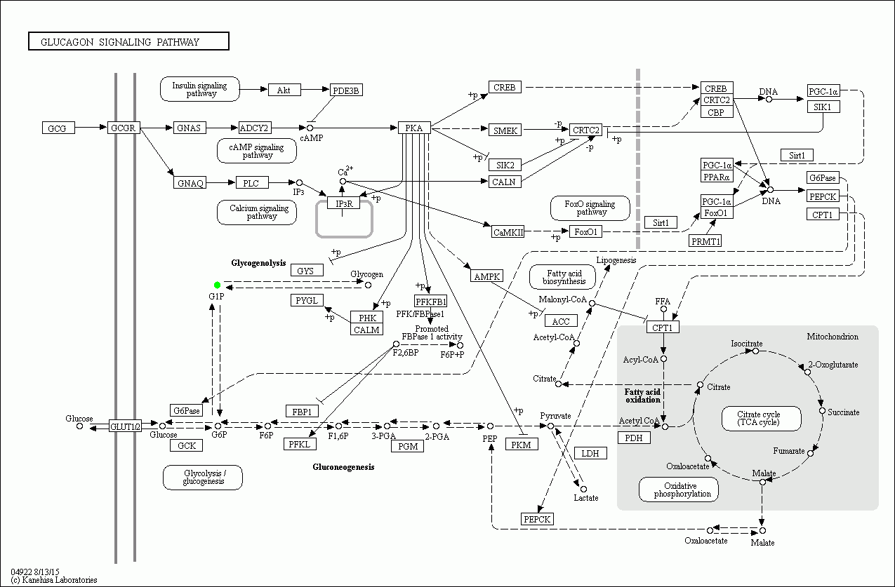 KEGG PATHWAY: Glucagon signaling pathway - Reference pathway