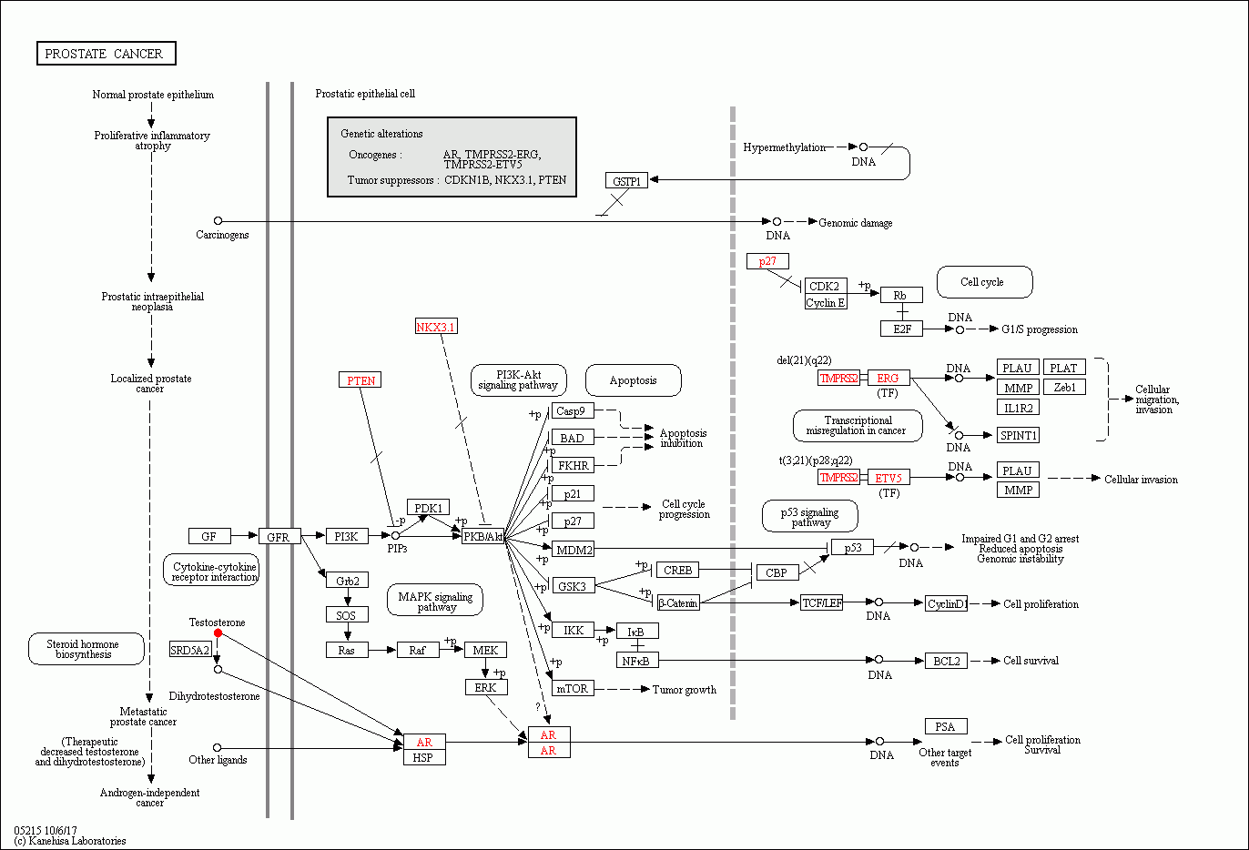 KEGG PATHWAY: Prostate cancer - Reference pathway