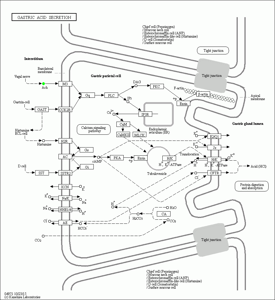 KEGG PATHWAY: Gastric acid secretion - Reference pathway