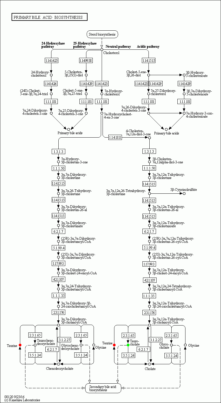 KEGG PATHWAY: Primary bile acid biosynthesis - Reference pathway
