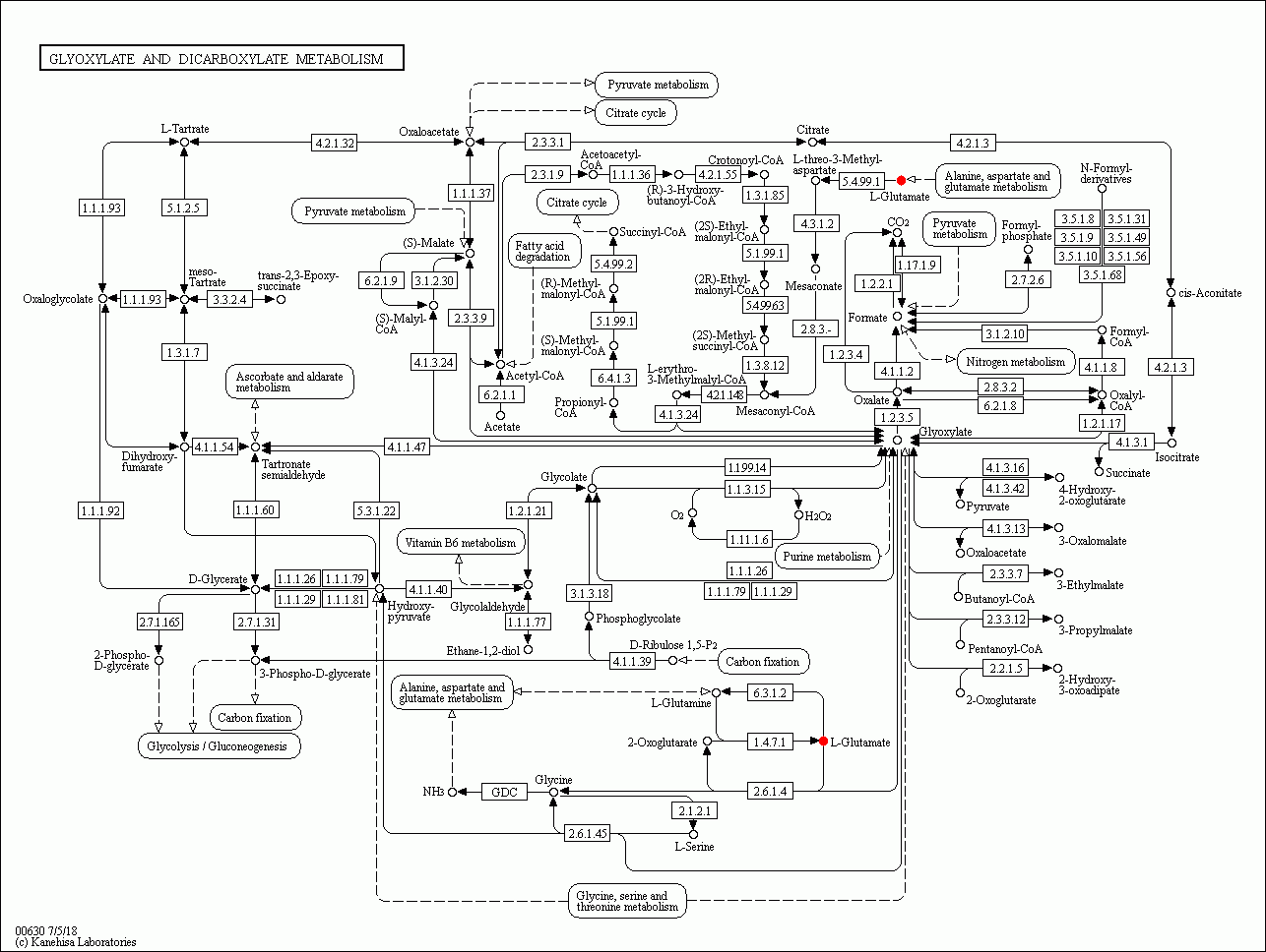 KEGG PATHWAY: Glyoxylate and dicarboxylate metabolism - Reference pathway