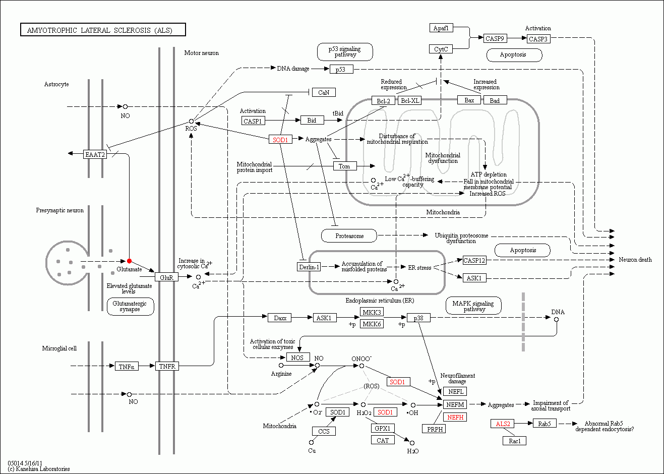 KEGG PATHWAY: Amyotrophic lateral sclerosis (ALS) - Reference pathway