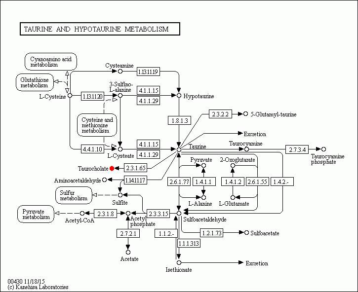 KEGG PATHWAY: Taurine and hypotaurine metabolism - Reference pathway
