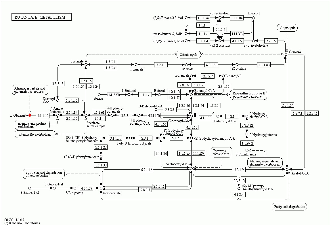 KEGG PATHWAY: Butanoate metabolism - Reference pathway