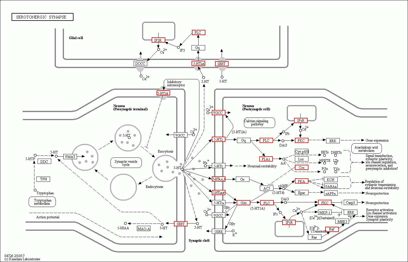 KEGG PATHWAY: Serotonergic synapse - Reference pathway