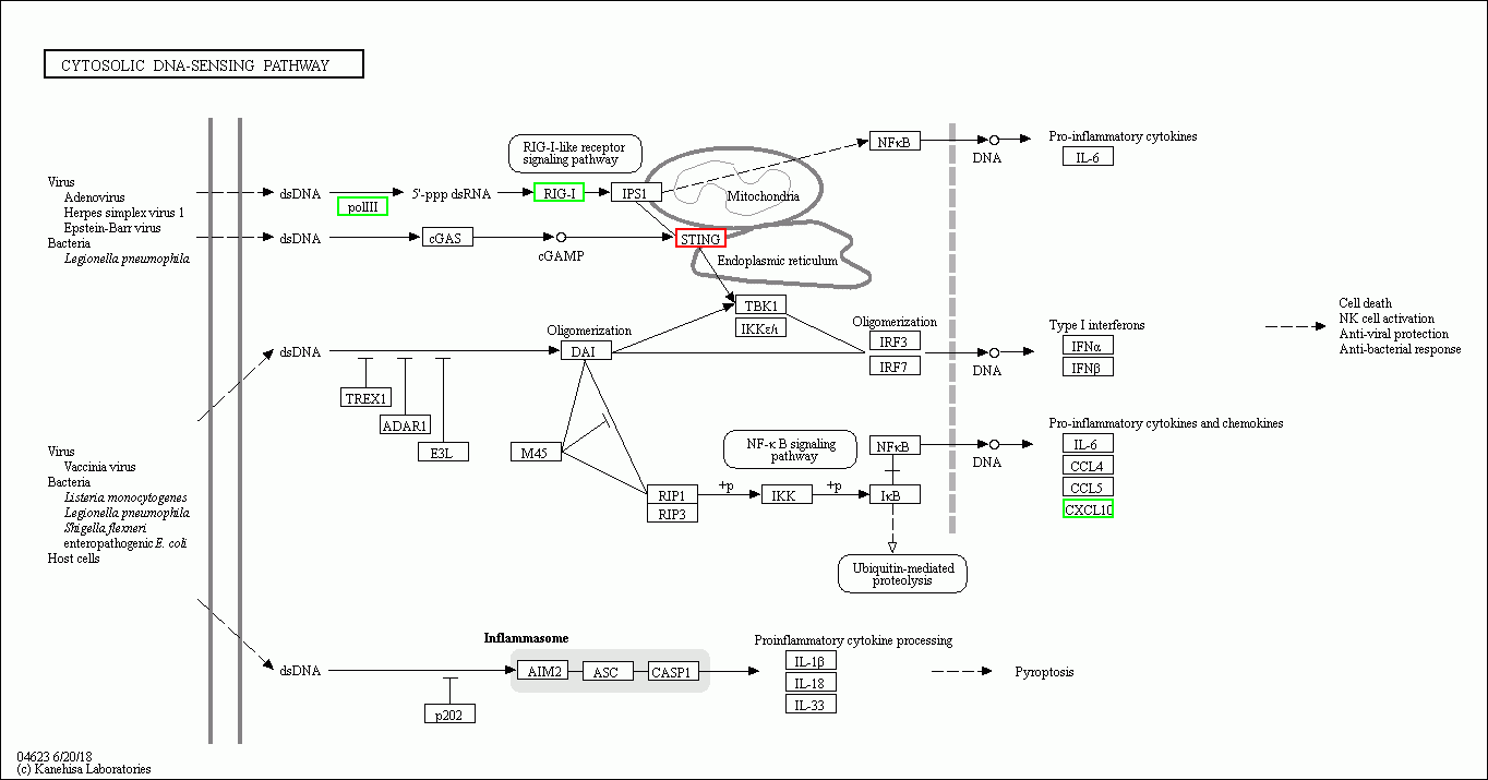 KEGG PATHWAY: Cytosolic DNA-sensing pathway - Reference pathway