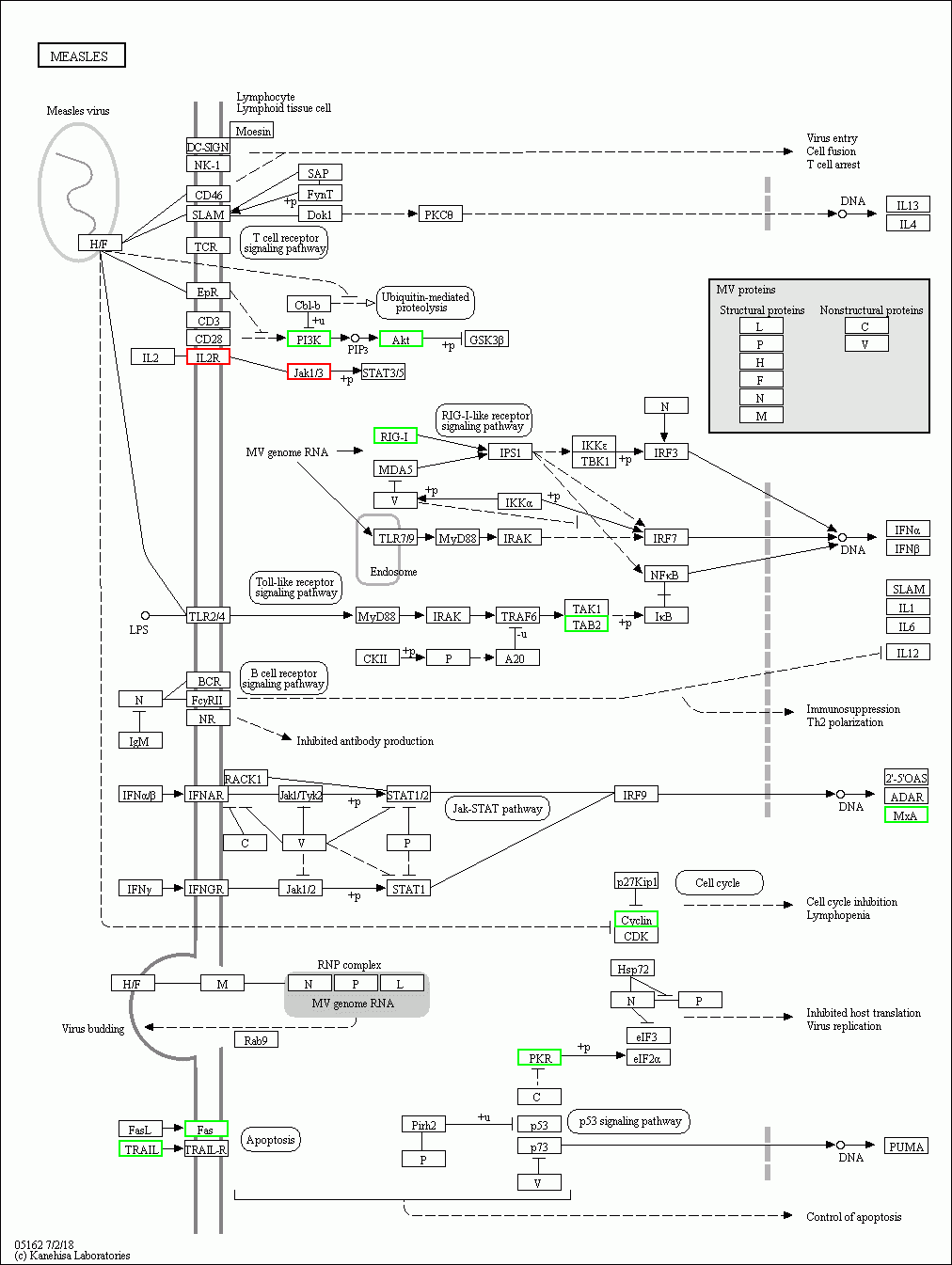 KEGG PATHWAY: Measles - Reference pathway