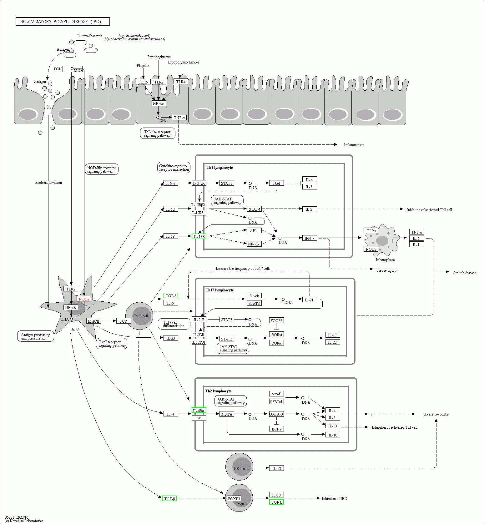 KEGG PATHWAY: Inflammatory bowel disease (IBD) - Reference pathway