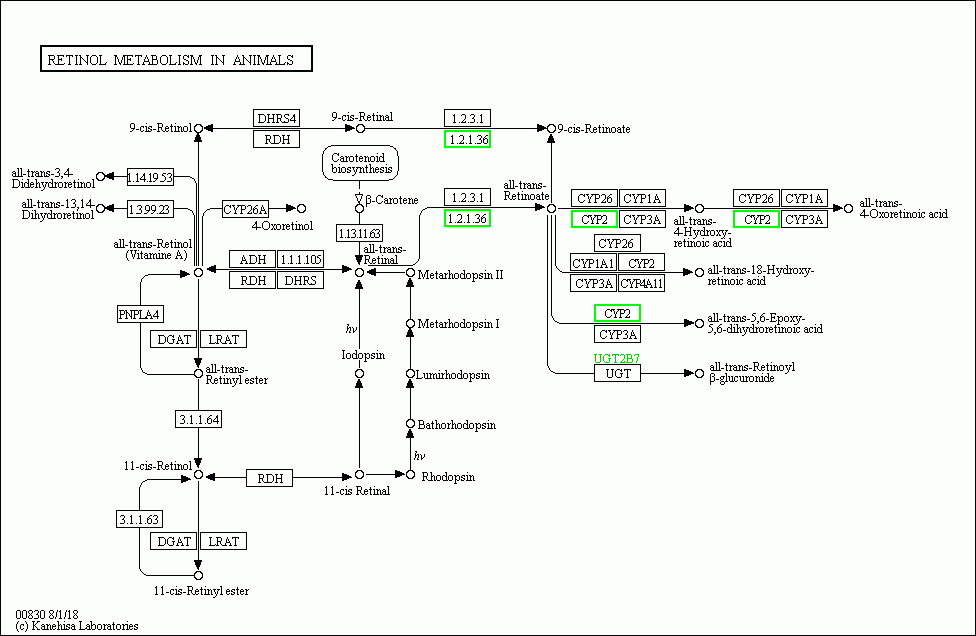 KEGG PATHWAY: Retinol metabolism - Reference pathway