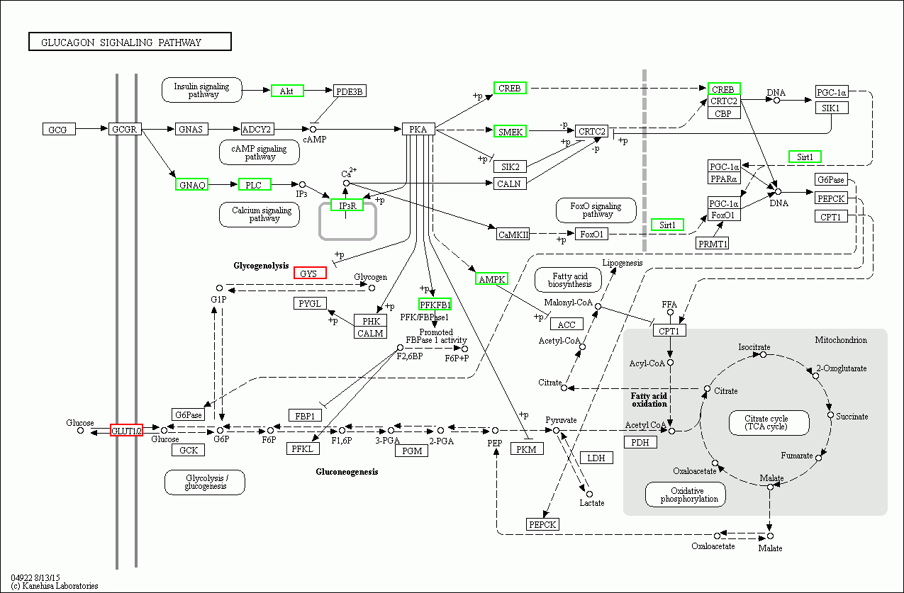 KEGG PATHWAY: Glucagon signaling pathway - Reference pathway