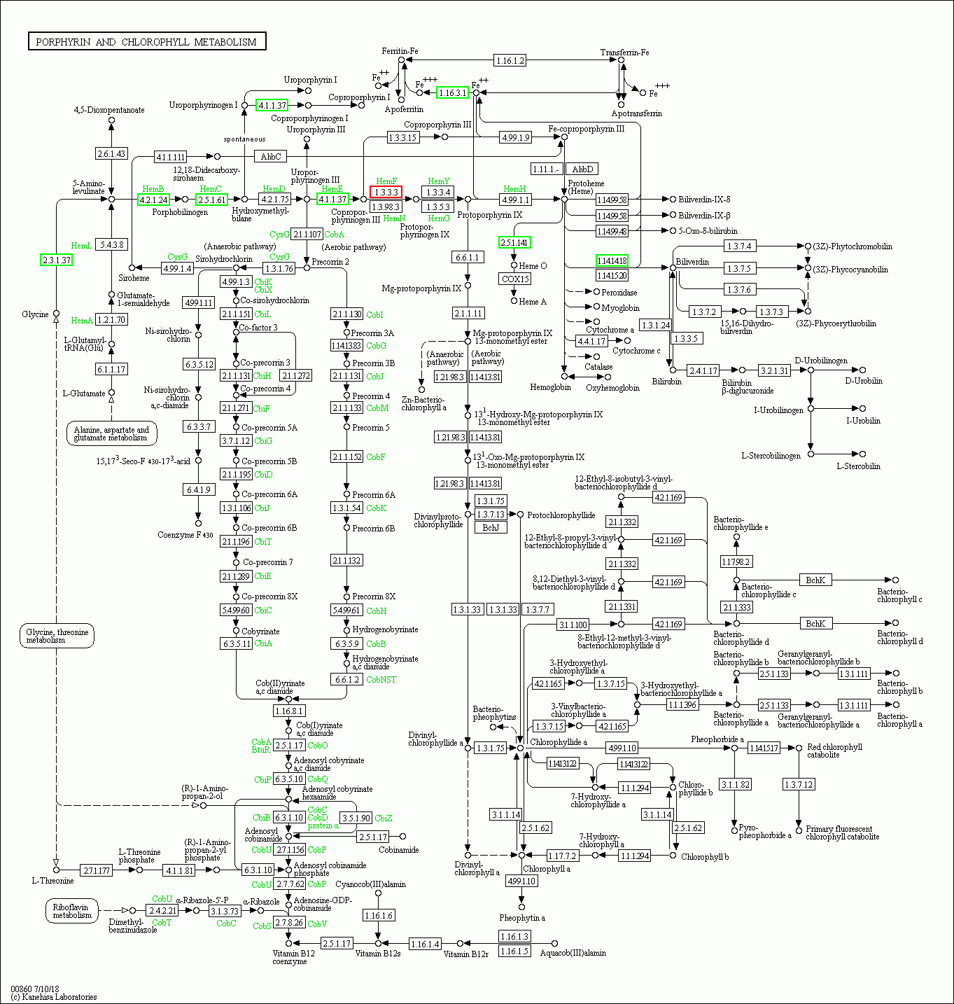 KEGG PATHWAY: Porphyrin and chlorophyll metabolism - Reference pathway