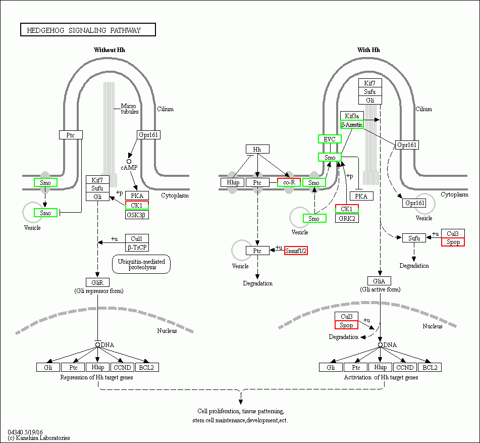 KEGG PATHWAY: Hedgehog signaling pathway - Reference pathway