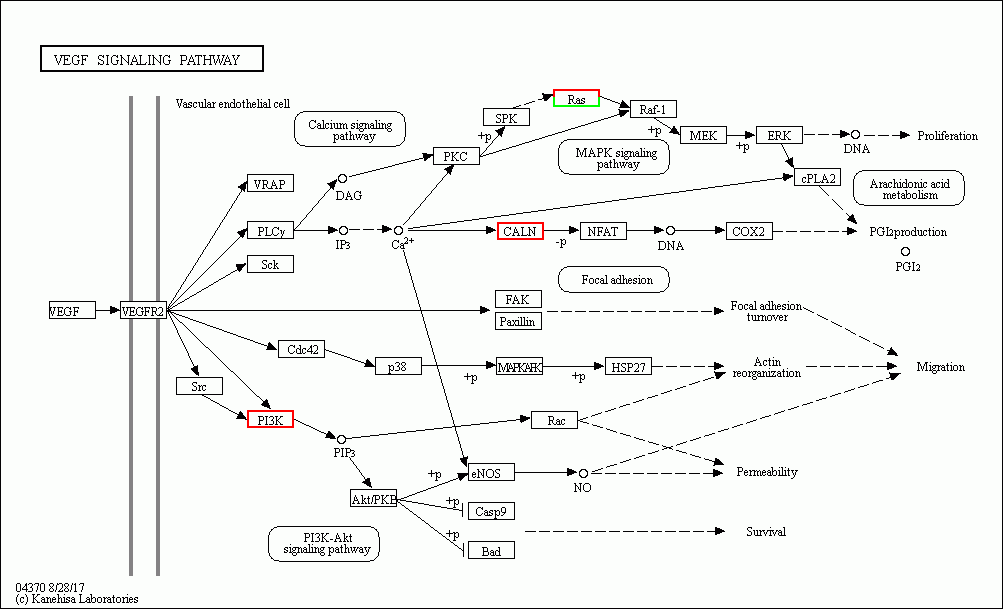 KEGG PATHWAY: VEGF signaling pathway - Reference pathway