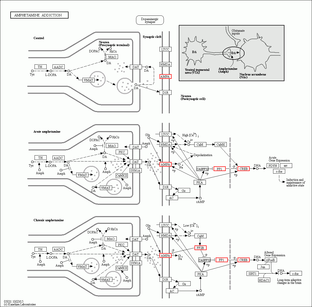 KEGG PATHWAY: Amphetamine addiction - Reference pathway