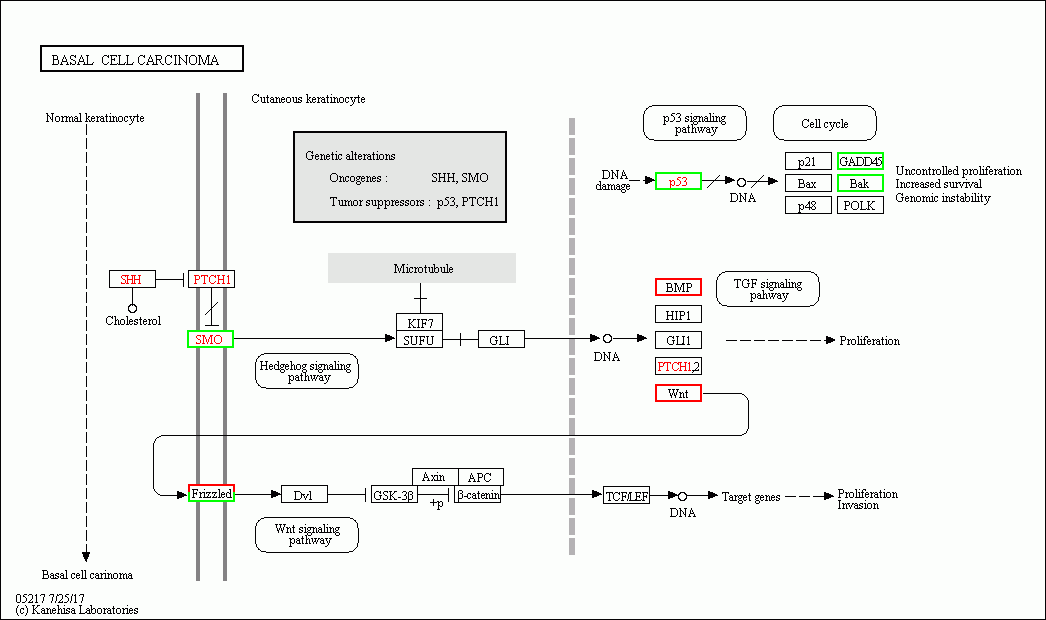 KEGG PATHWAY: Basal cell carcinoma - Reference pathway