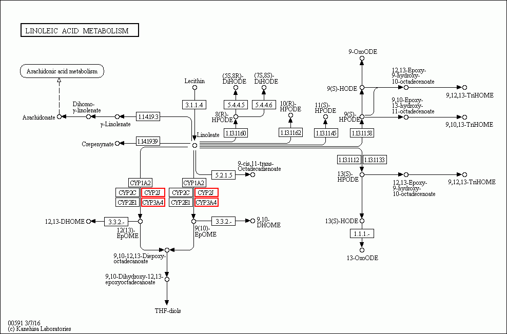 KEGG PATHWAY: Linoleic acid metabolism - Reference pathway