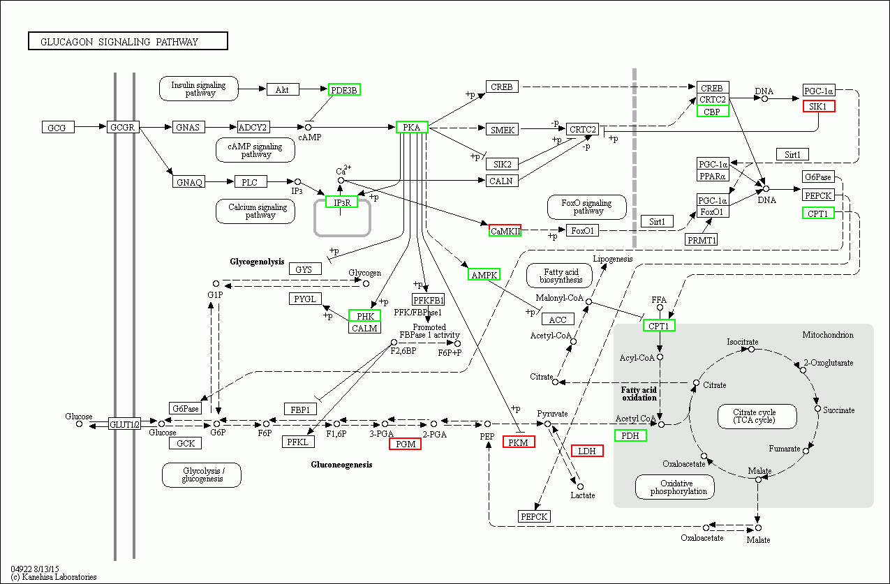 KEGG PATHWAY: Glucagon signaling pathway - Reference pathway
