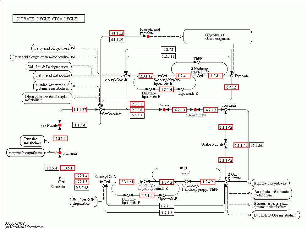 KEGG PATHWAY: Citrate cycle (TCA cycle) - Reference pathway