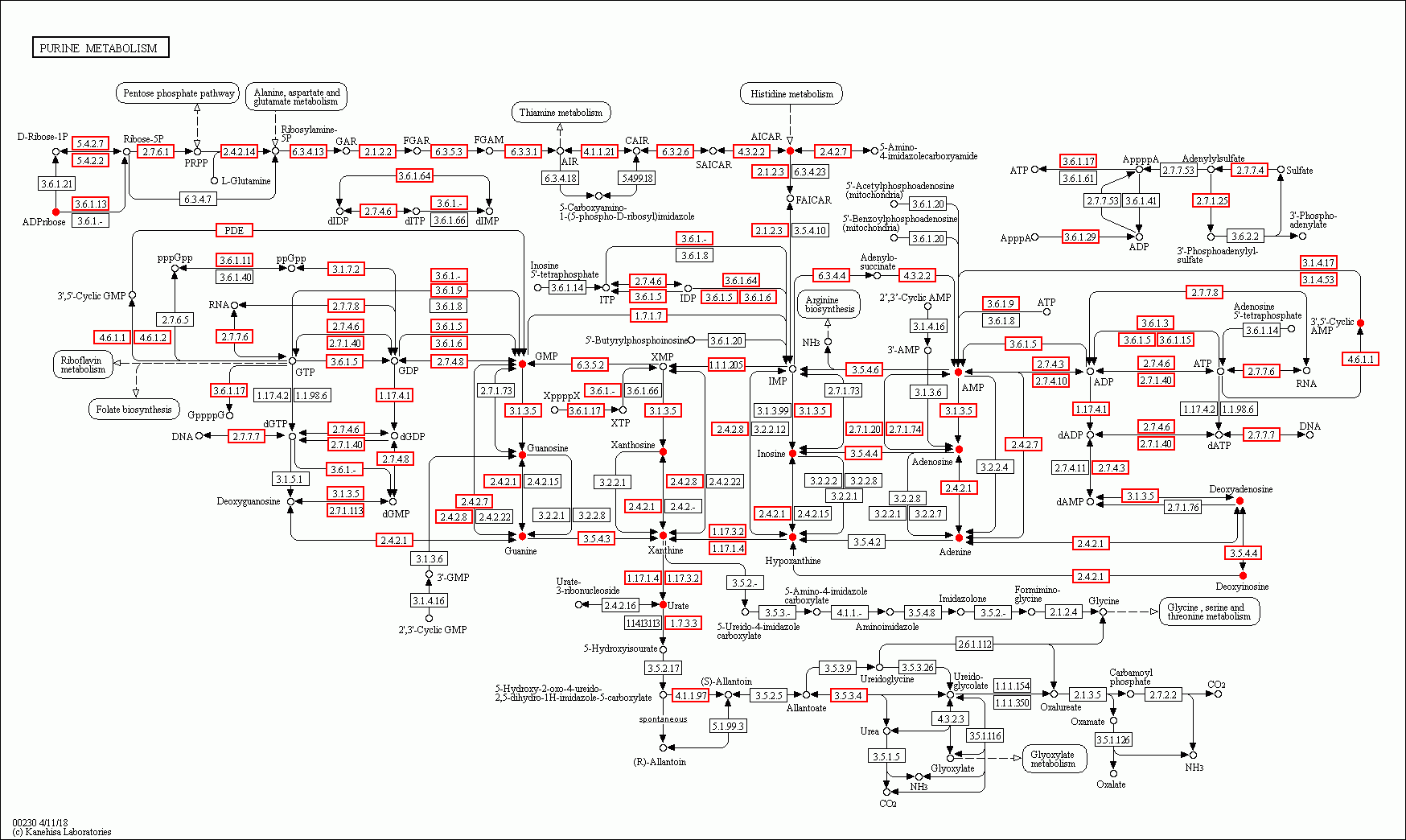 KEGG PATHWAY: Purine metabolism - Reference pathway