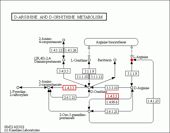 KEGG PATHWAY: D-Arginine and D-ornithine metabolism - Reference pathway