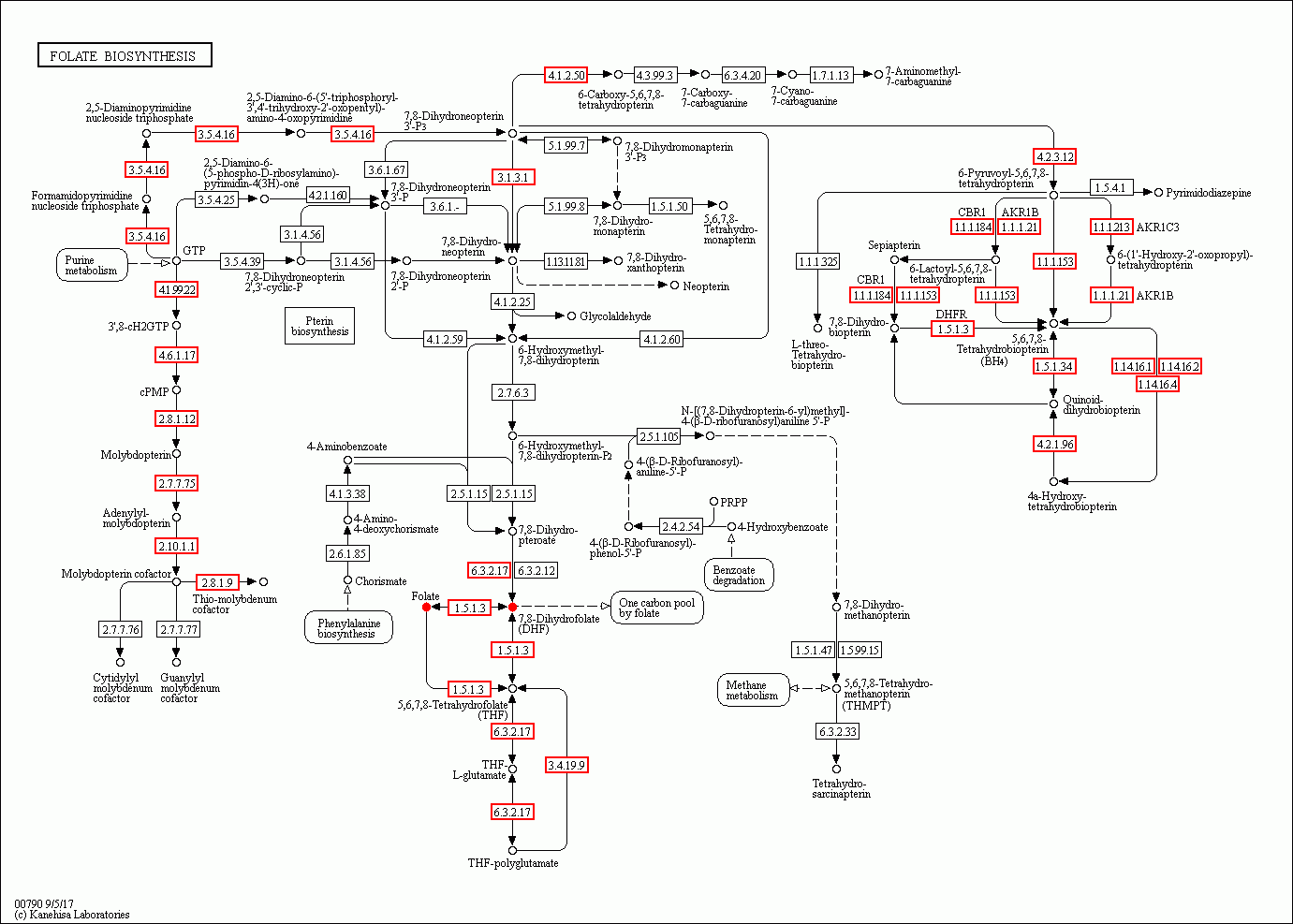 KEGG PATHWAY: Folate biosynthesis - Reference pathway